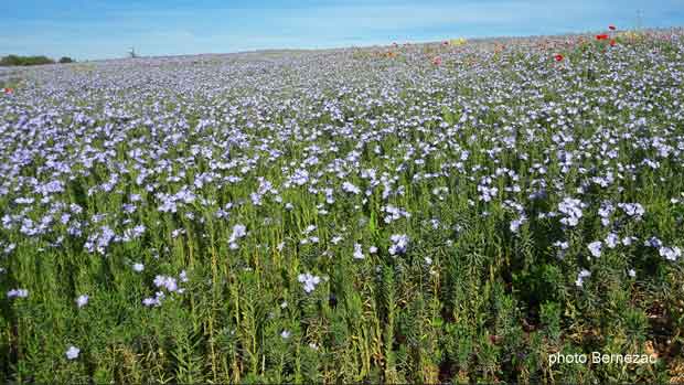 Bernezac.com - connaître la Charente-Maritime, La Rochelle, Royan, Ile ...